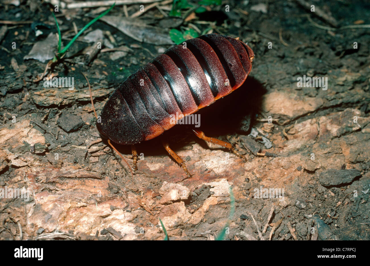 Standing cockroach hi-res stock photography and images - Alamy