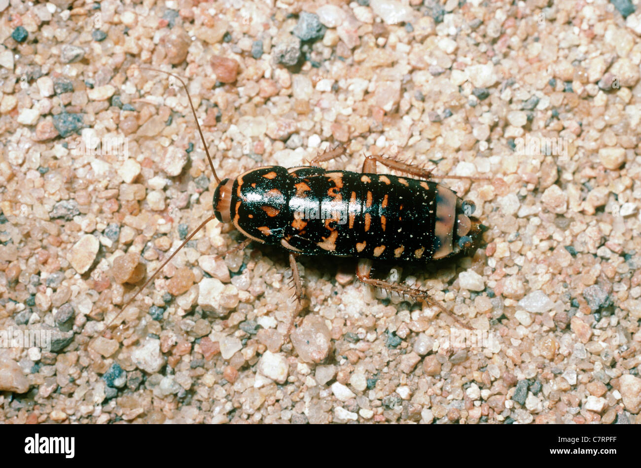 African cockroach cockroaches insect insects hi-res stock photography ...