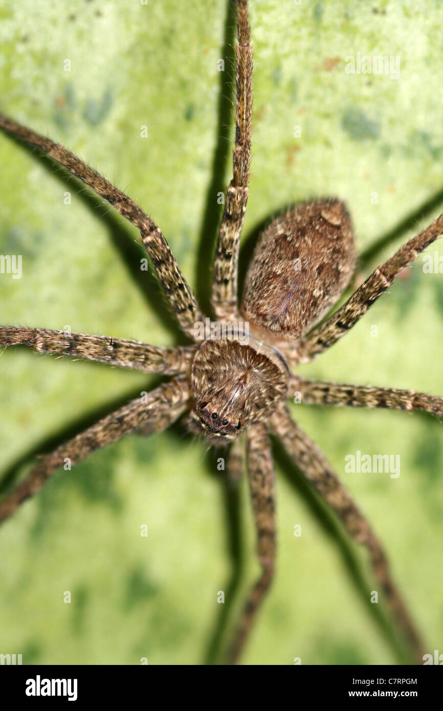 Indonesian spider hi-res stock photography and images - Alamy