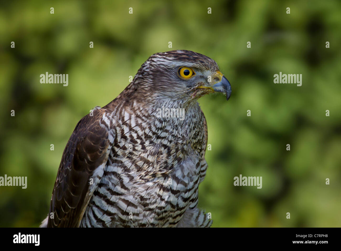 Accipiter gentilis GREIFVOGEL Habicht Northern Goshawk accipitridae ...