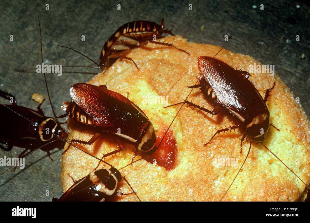Australian cockroach (Periplaneta australasiae) feeding on a cake at ...