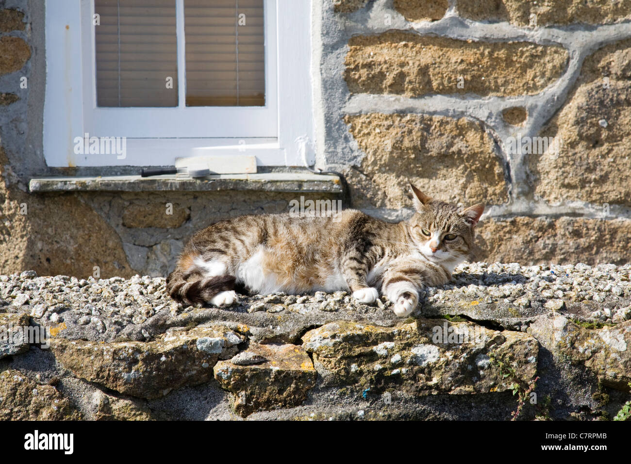 Mousehole cat hi-res stock photography and images - Alamy