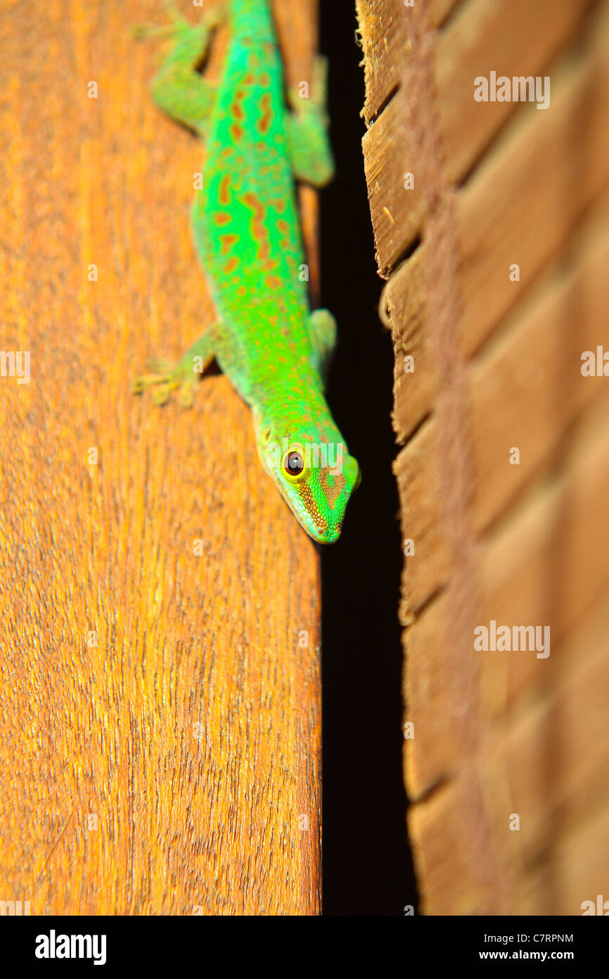 Phelsuma astriata, the Seychelles (Small) Day Gecko or Stripeless Day ...