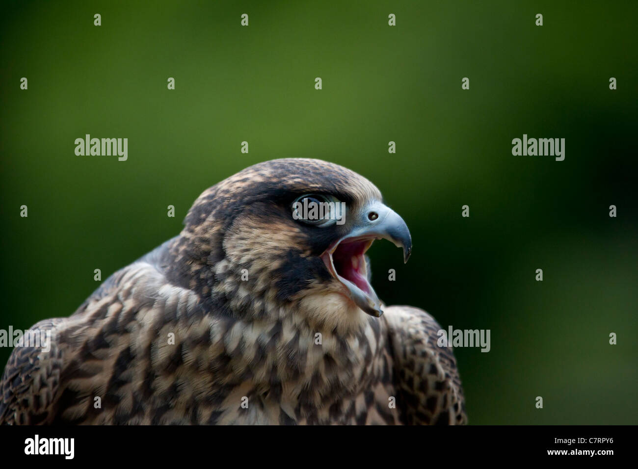 Wanderfalke hi-res stock photography and images - Alamy