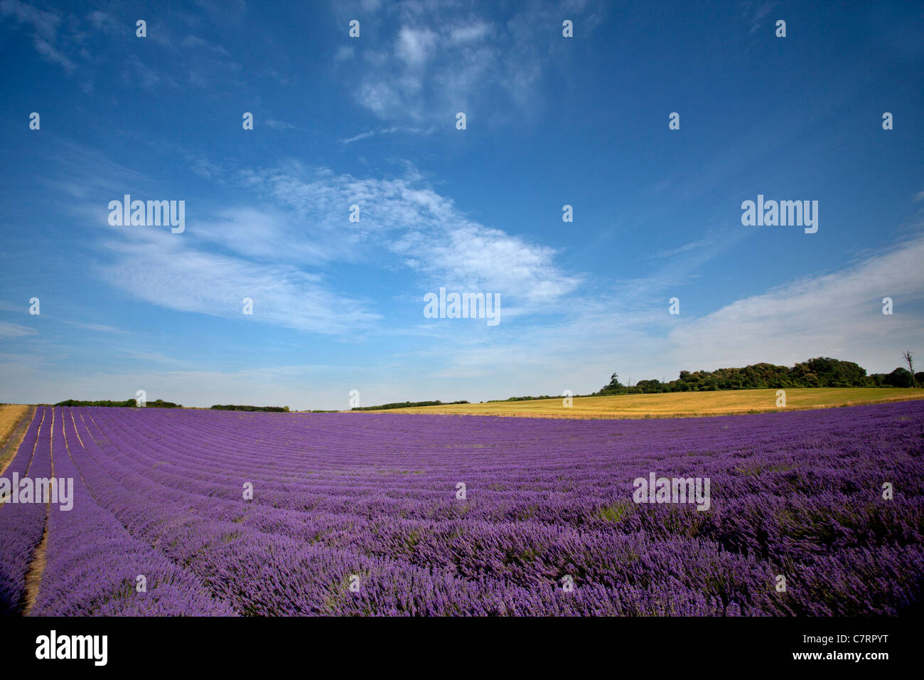 Lavender field hi-res stock photography and images - Alamy