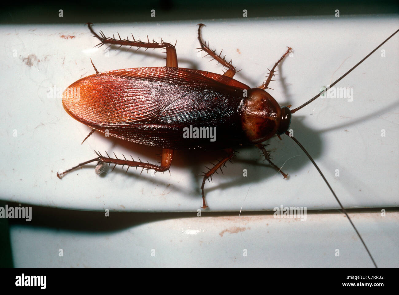 Periplaneta americana hi-res stock photography and images - Alamy