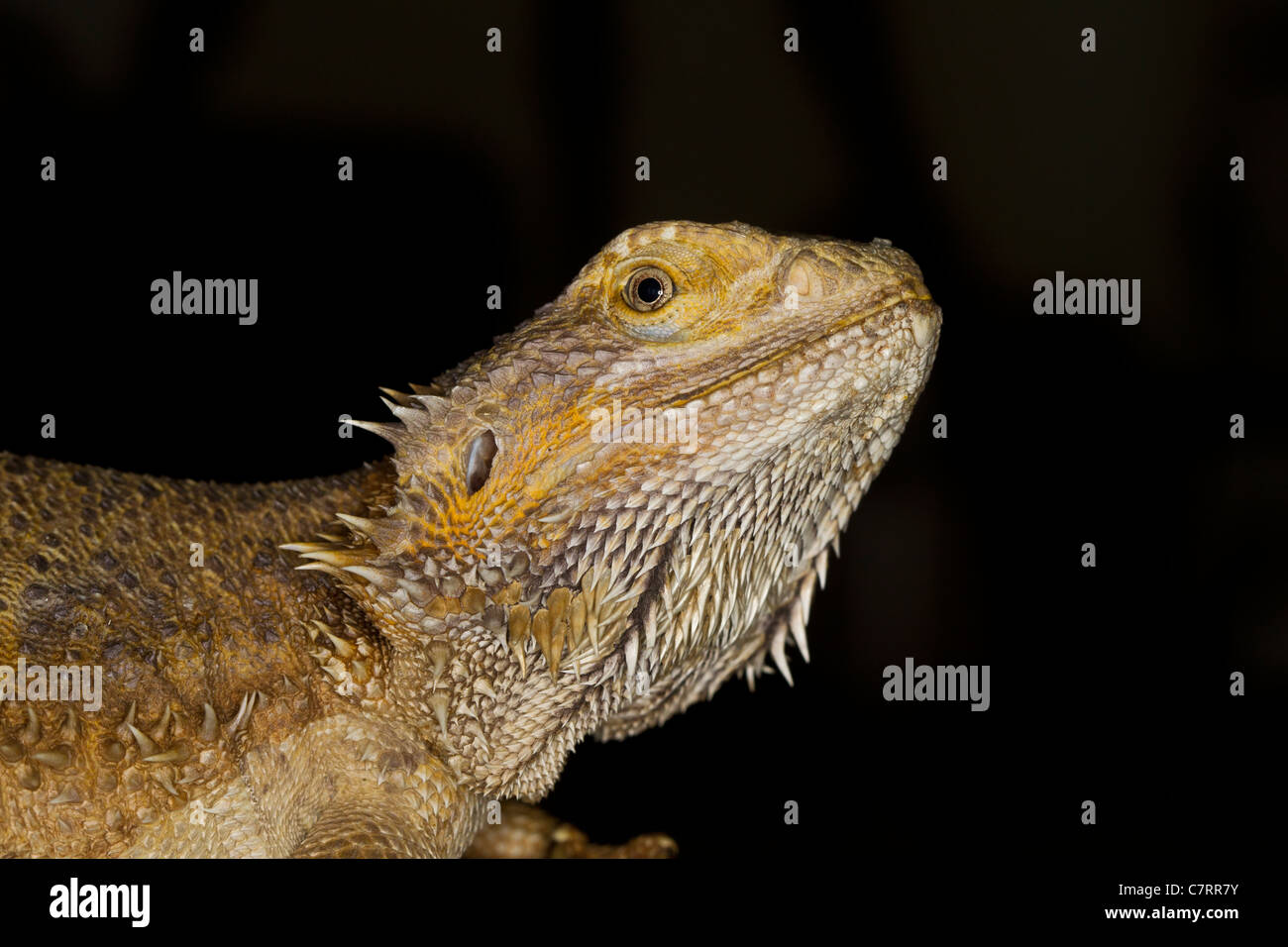 Agame hi-res stock photography and images - Alamy