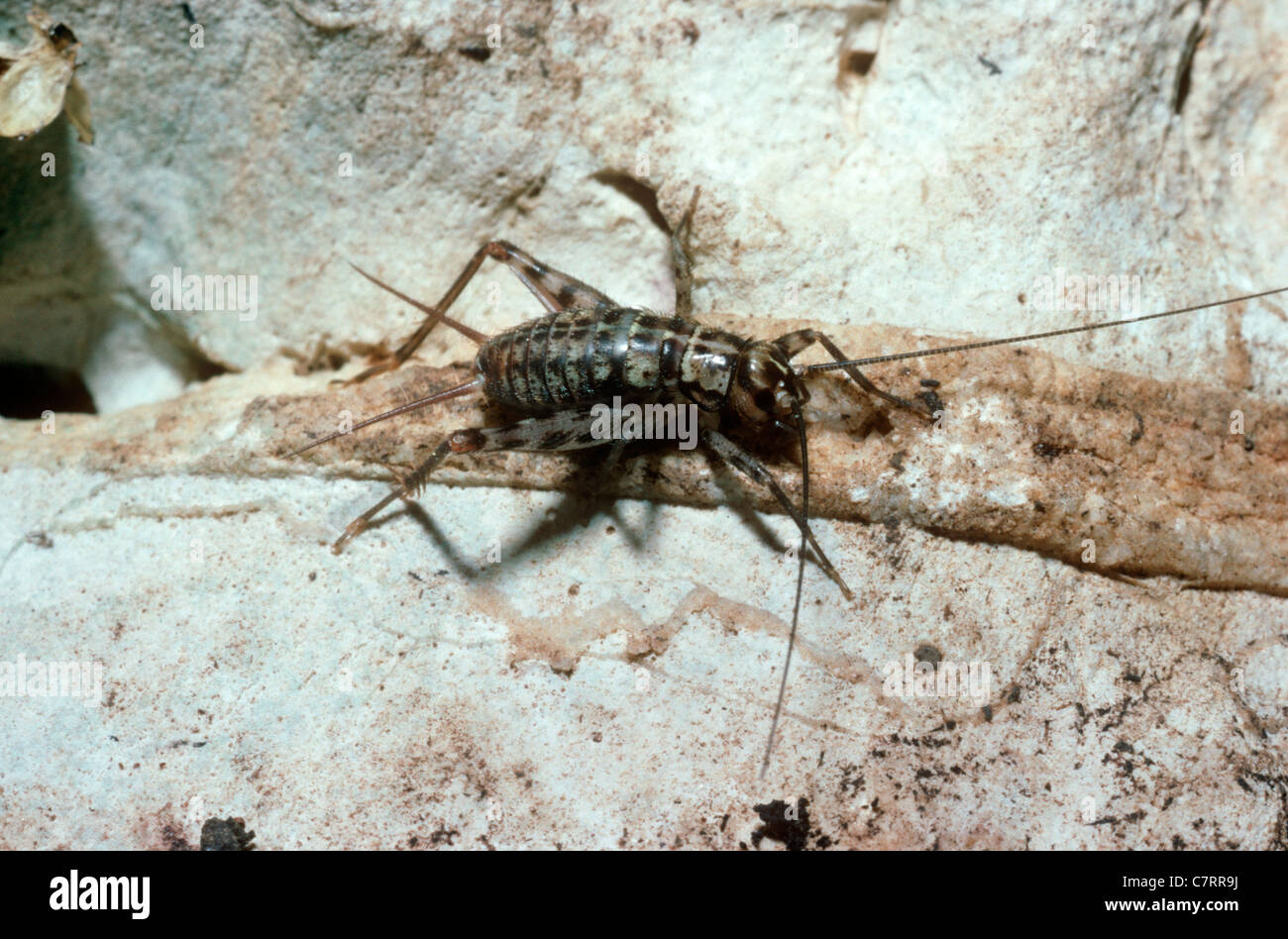 Corfu insect hi-res stock photography and images - Alamy