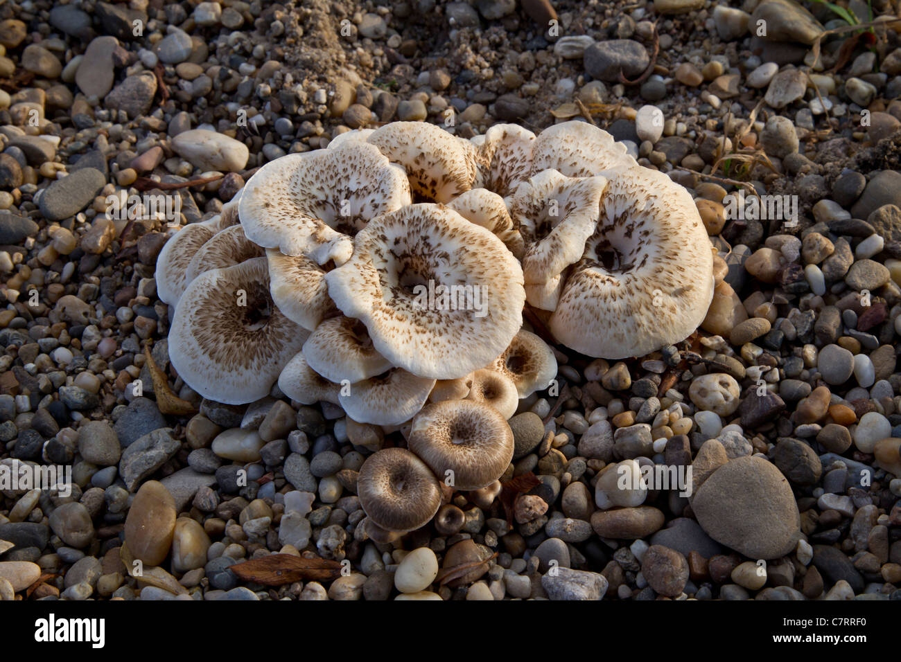 Pilze hi-res stock photography and images - Alamy