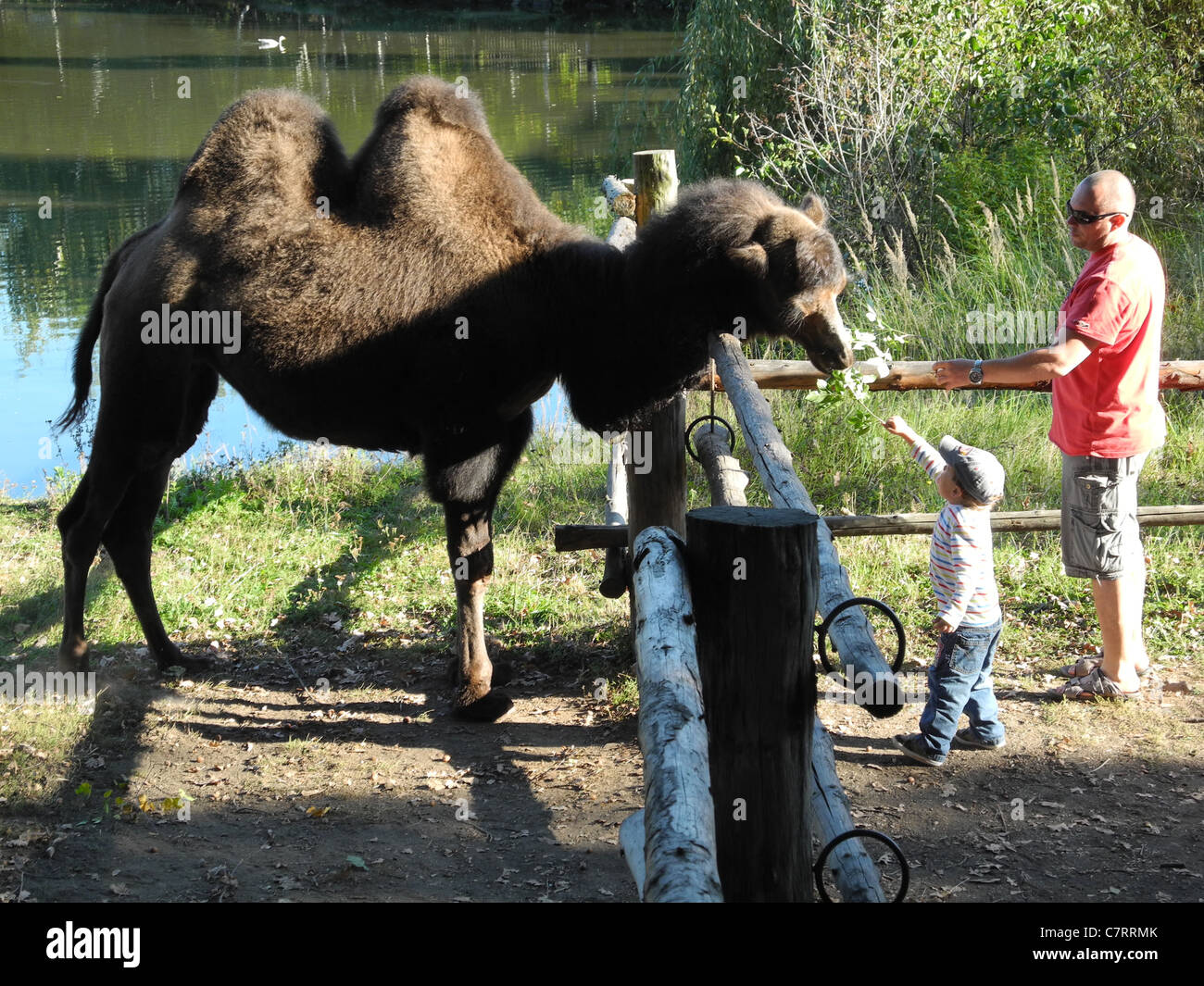 camel in zoo Stock Photo - Alamy