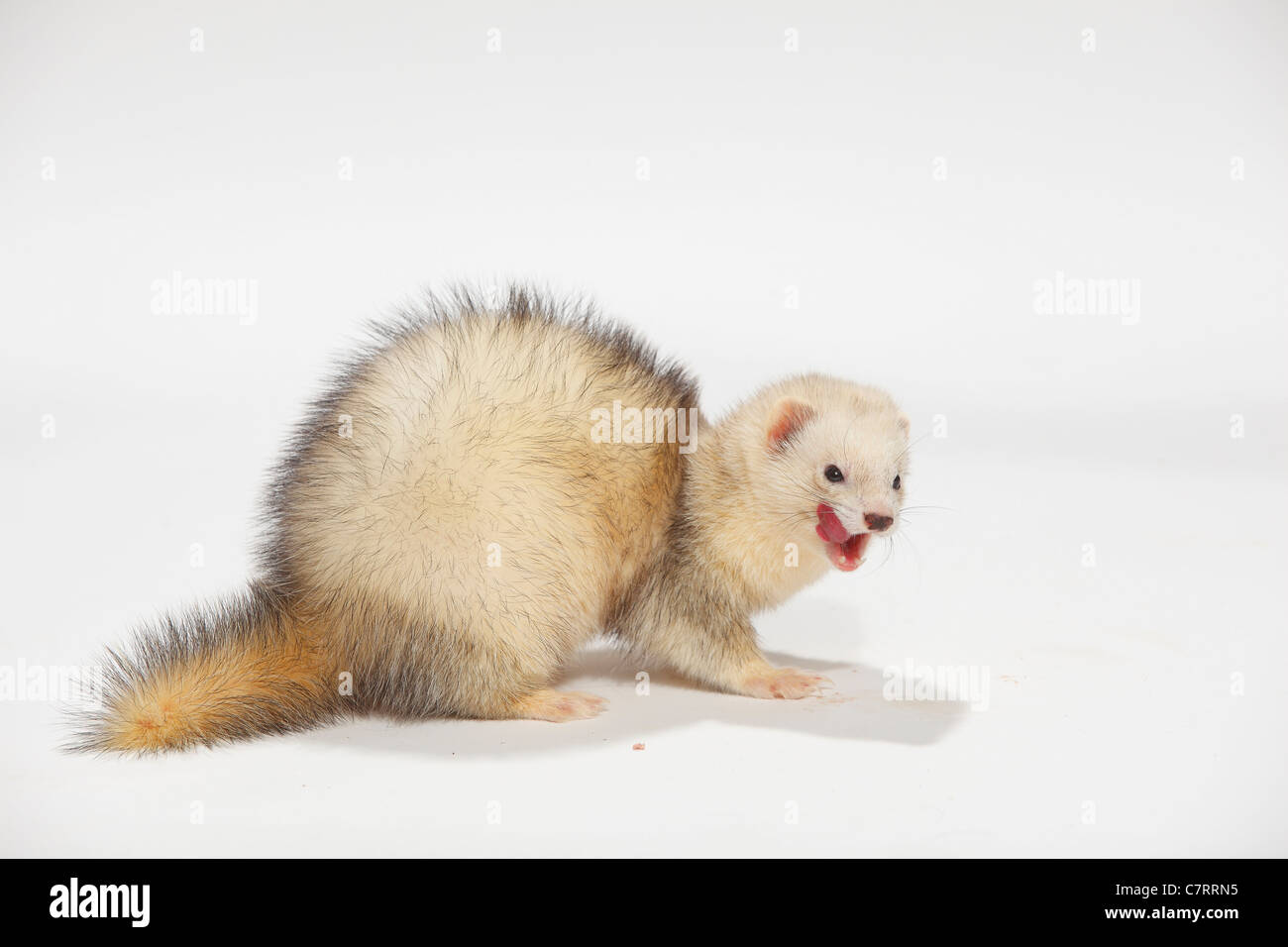 Frettchen hi-res stock photography and images - Alamy