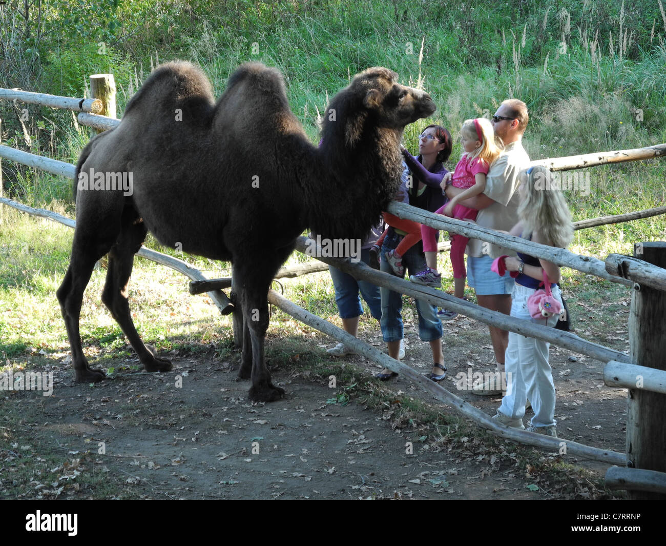 Naples Zoo Camel Rides In Florida Florida Memory • Camels At The