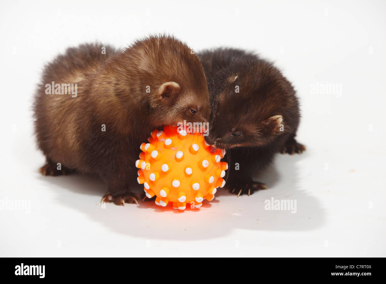 Ferrets Playing Together
