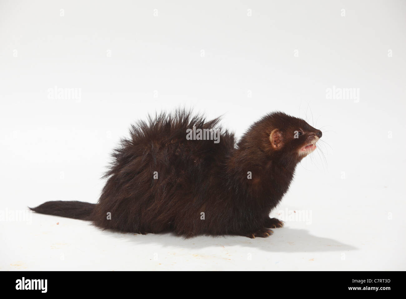 Ferret / (Mustela putorius forma domestica) / side Stock Photo - Alamy