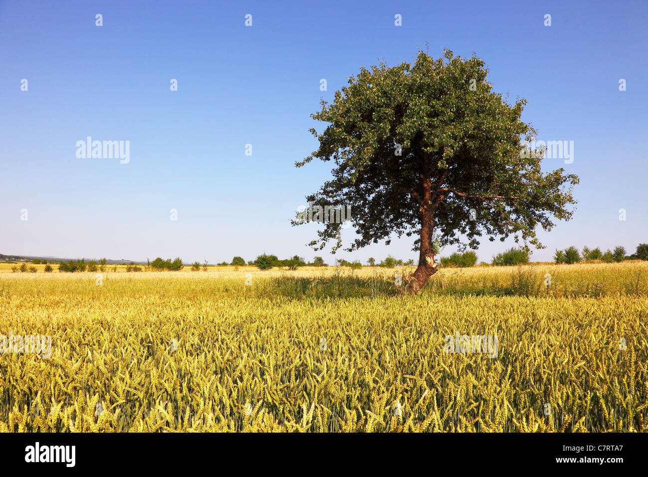 Tree horizon with golden field hi-res stock photography and images - Alamy