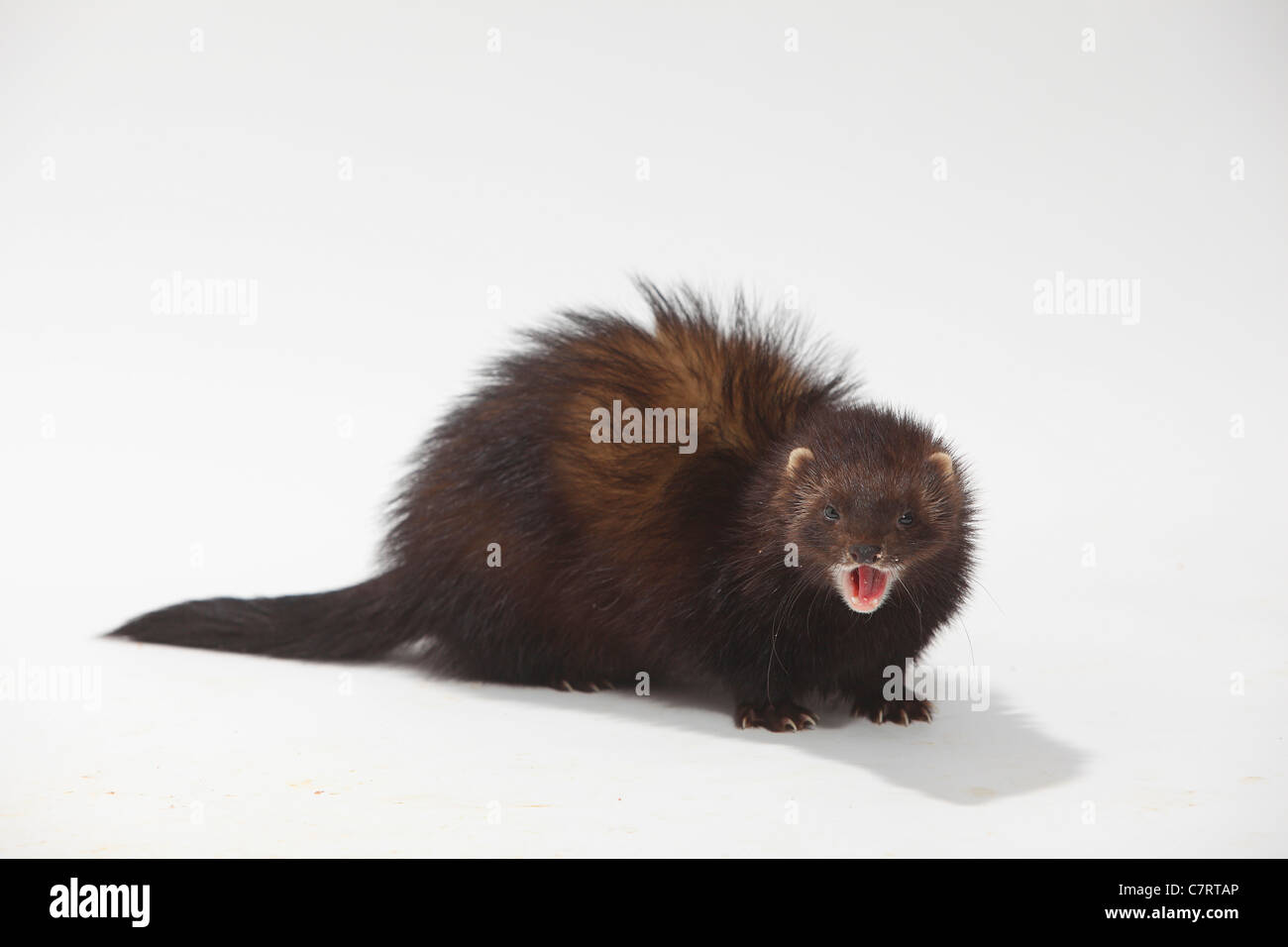 Furet Angora