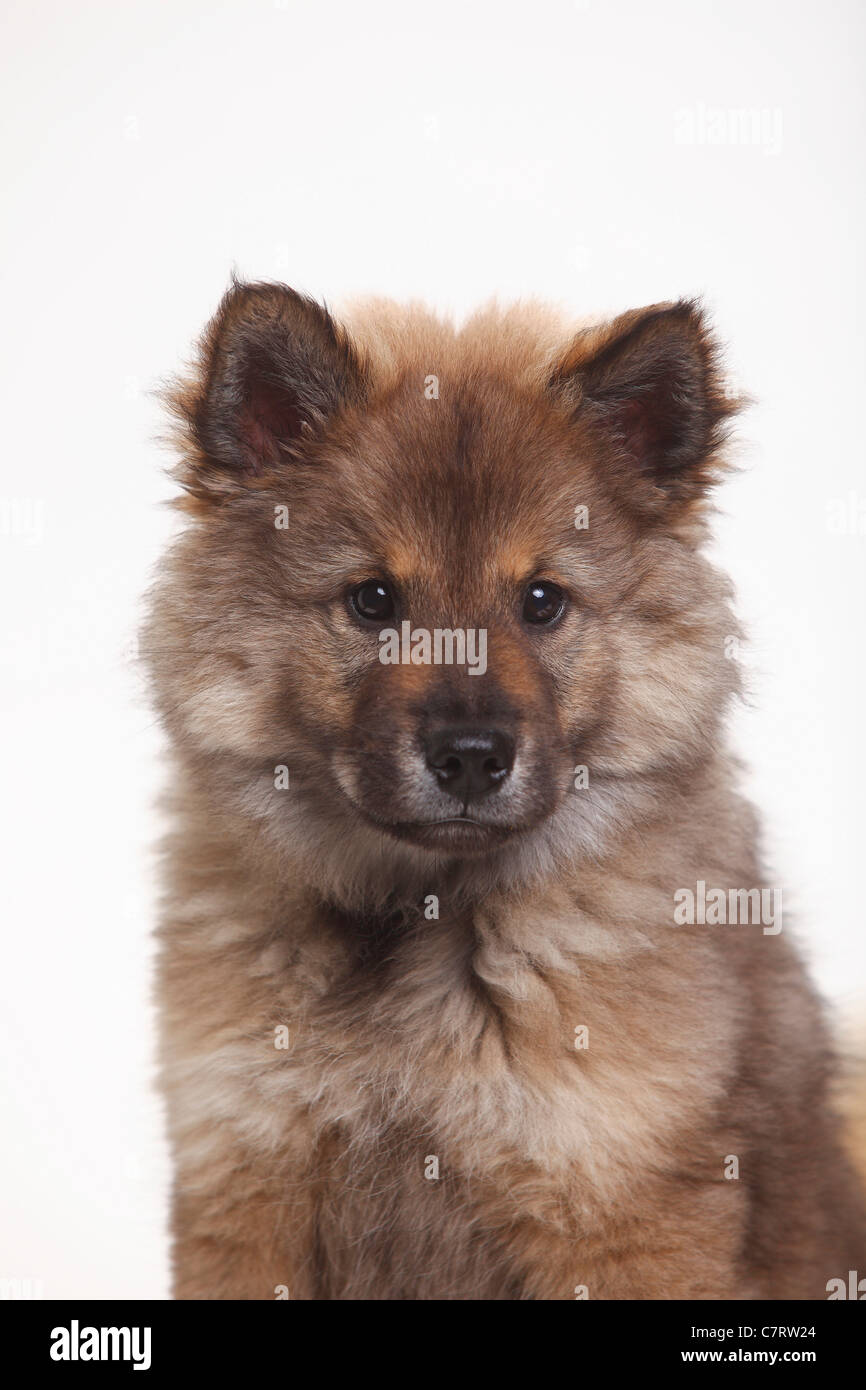 Eurasier, puppy, 10 weeks Stock Photo - Alamy