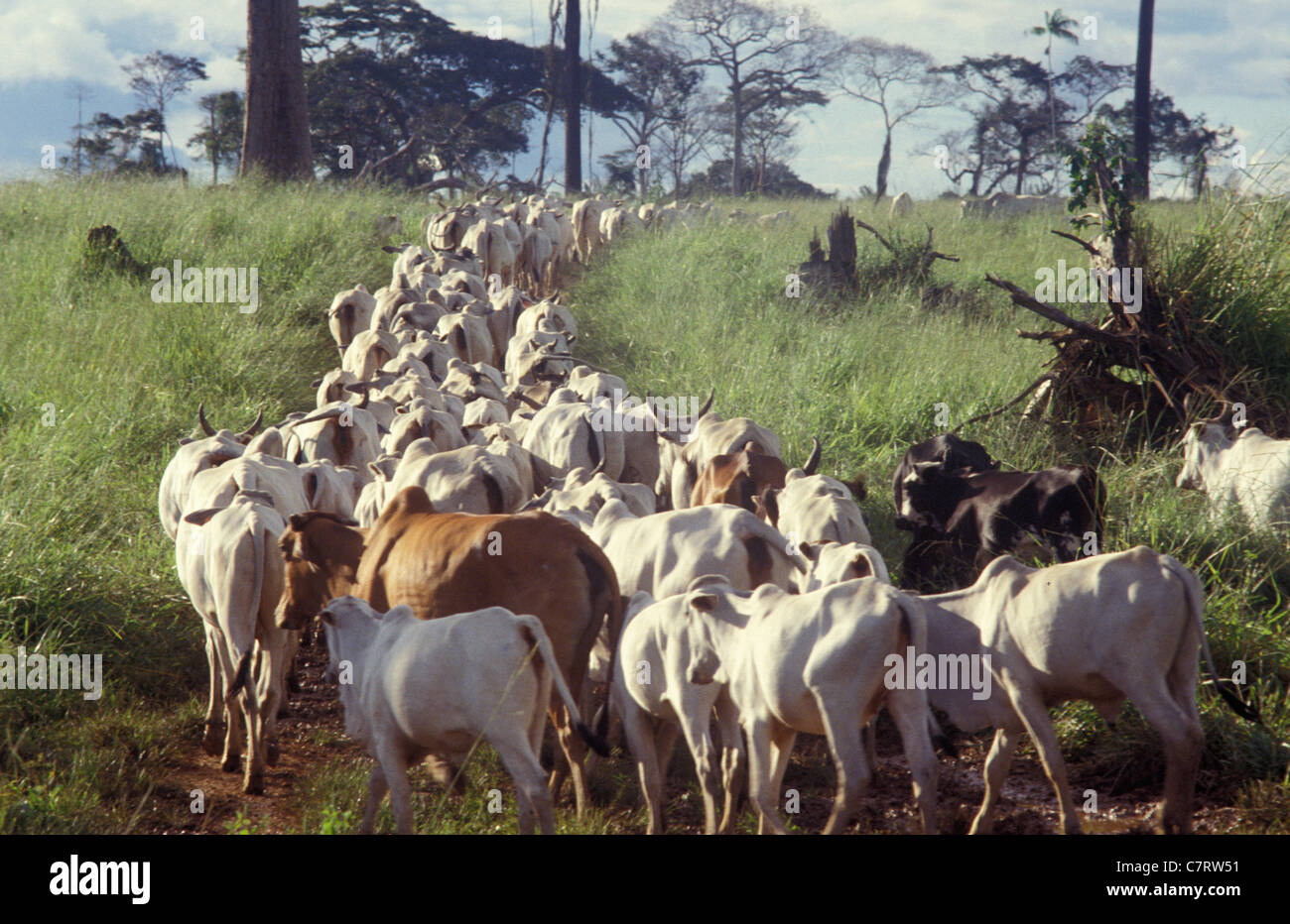 Land cleared for cattle raising. Large estate in Amazon rain forest ...