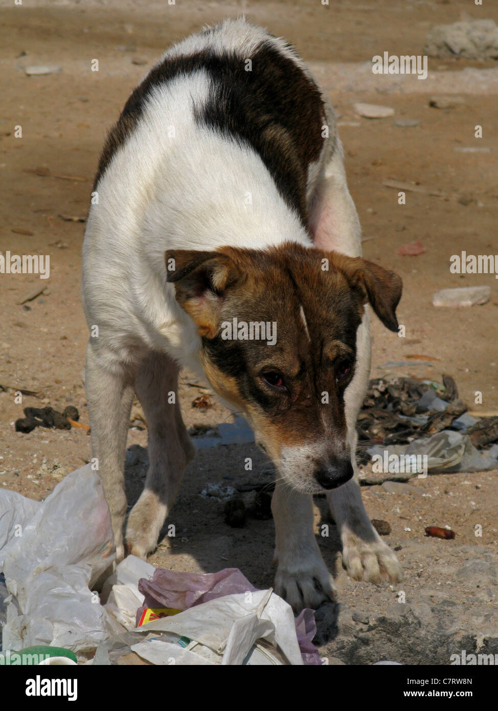 Stray dog garbage hi-res stock photography and images - Alamy