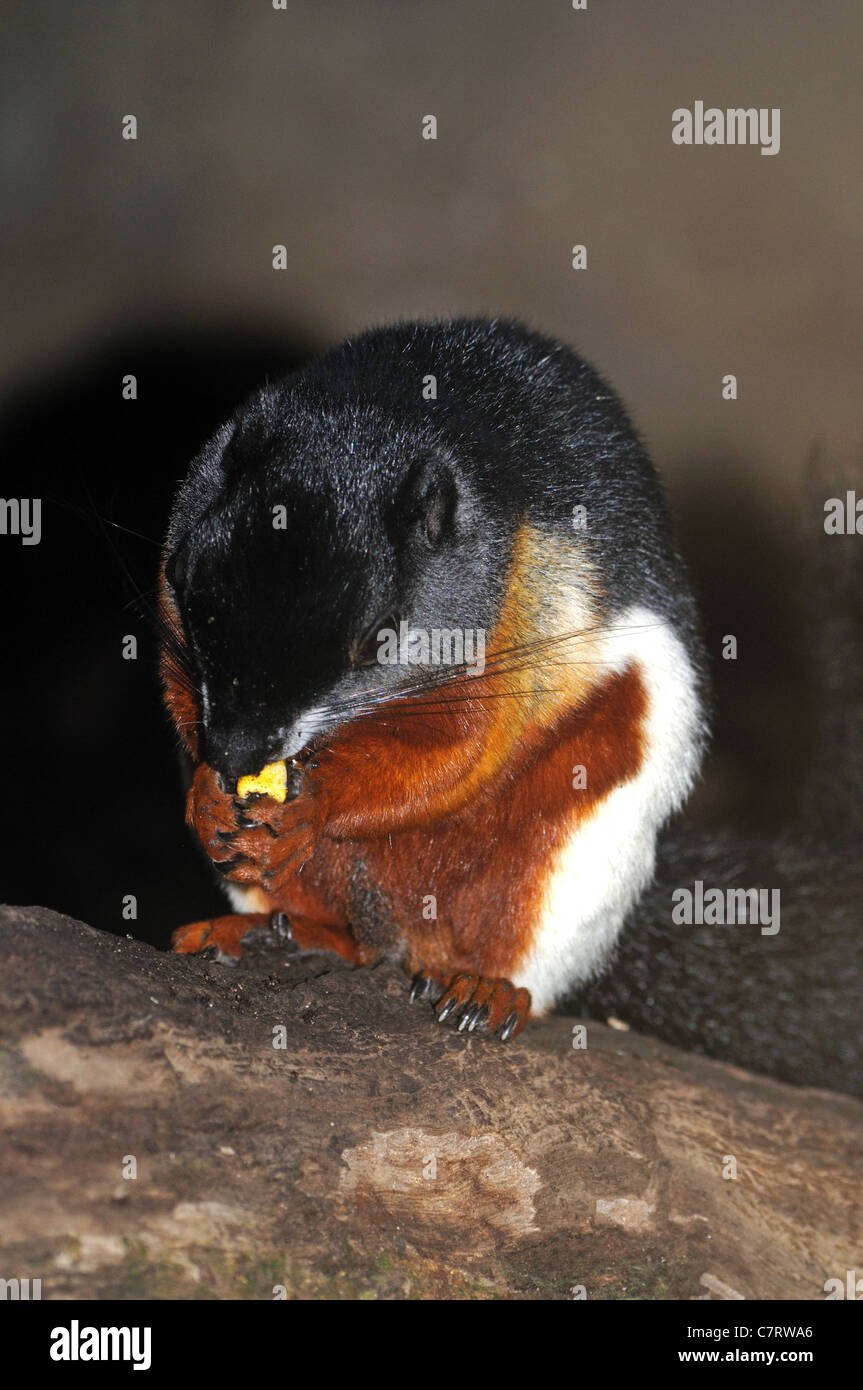 Tri colored squirrel hi-res stock photography and images - Alamy