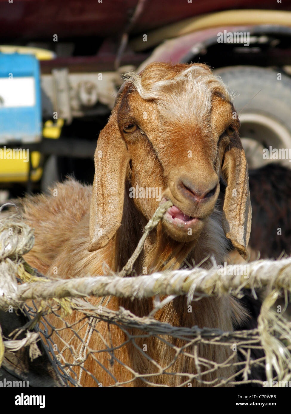 Chew goat hi-res stock photography and images - Alamy