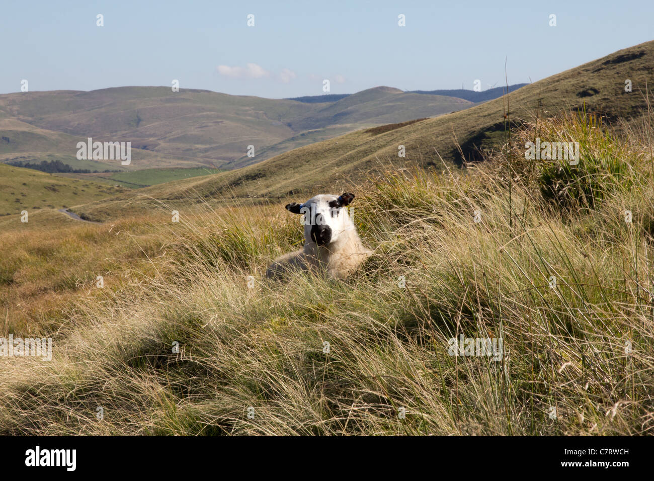 Pumlumon mountain hi-res stock photography and images - Alamy