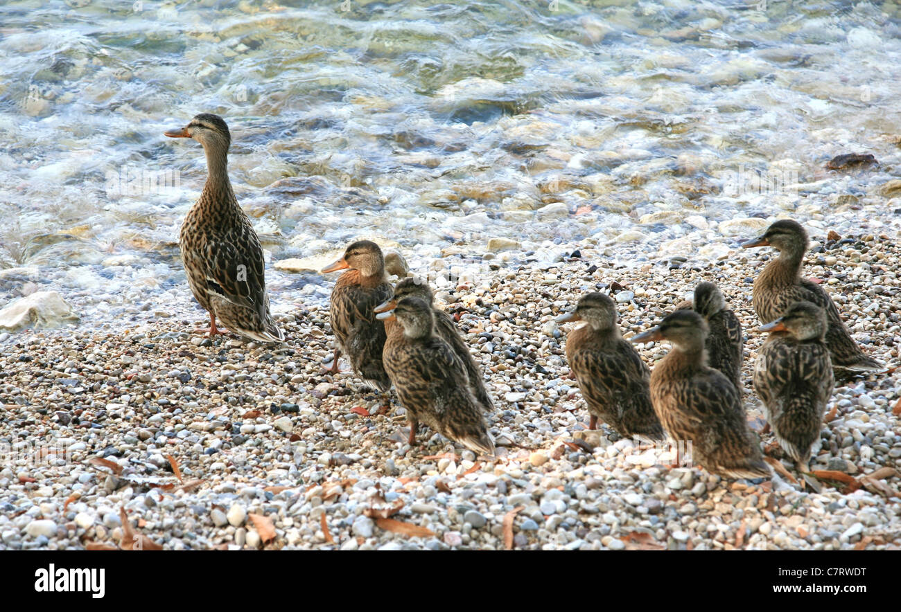 Duck family hi-res stock photography and images - Alamy