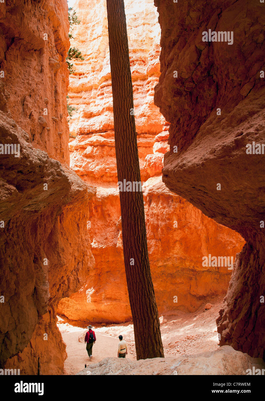 A Lonesome tree in Bryce Canyon Stock Photo - Alamy