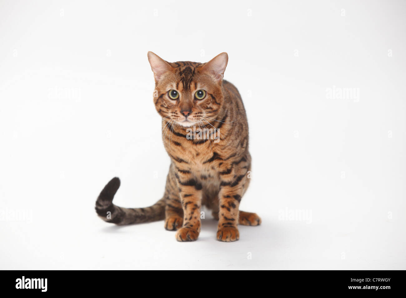 Bengal Cat, tomcat Stock Photo - Alamy
