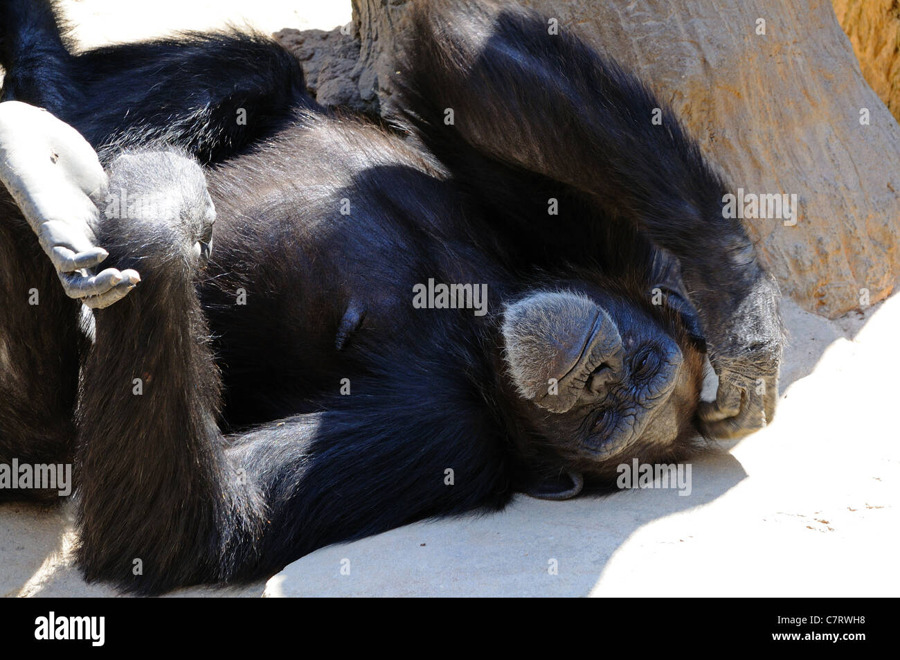 Chimpanzee lying hi-res stock photography and images - Alamy
