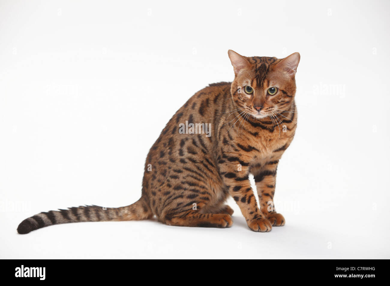 Bengal Cat, tomcat Stock Photo - Alamy