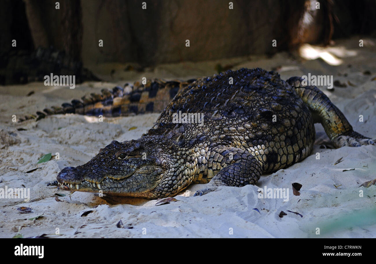 Spain zoo crocodiles hi-res stock photography and images - Alamy