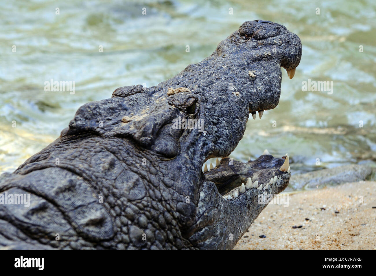 Spain zoo crocodiles hi-res stock photography and images - Alamy