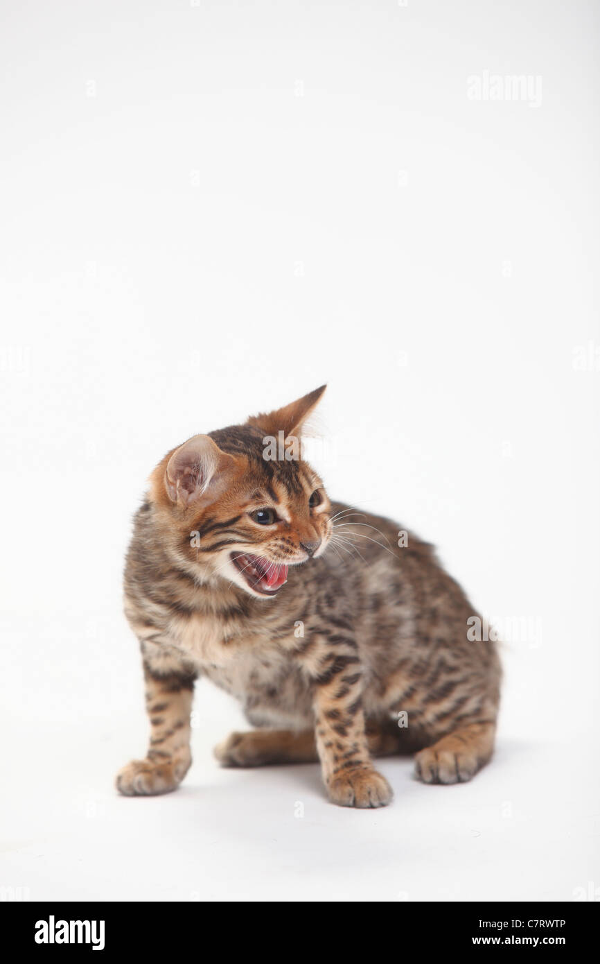 Bengal Cat, kitten, 8 weeks Stock Photo - Alamy