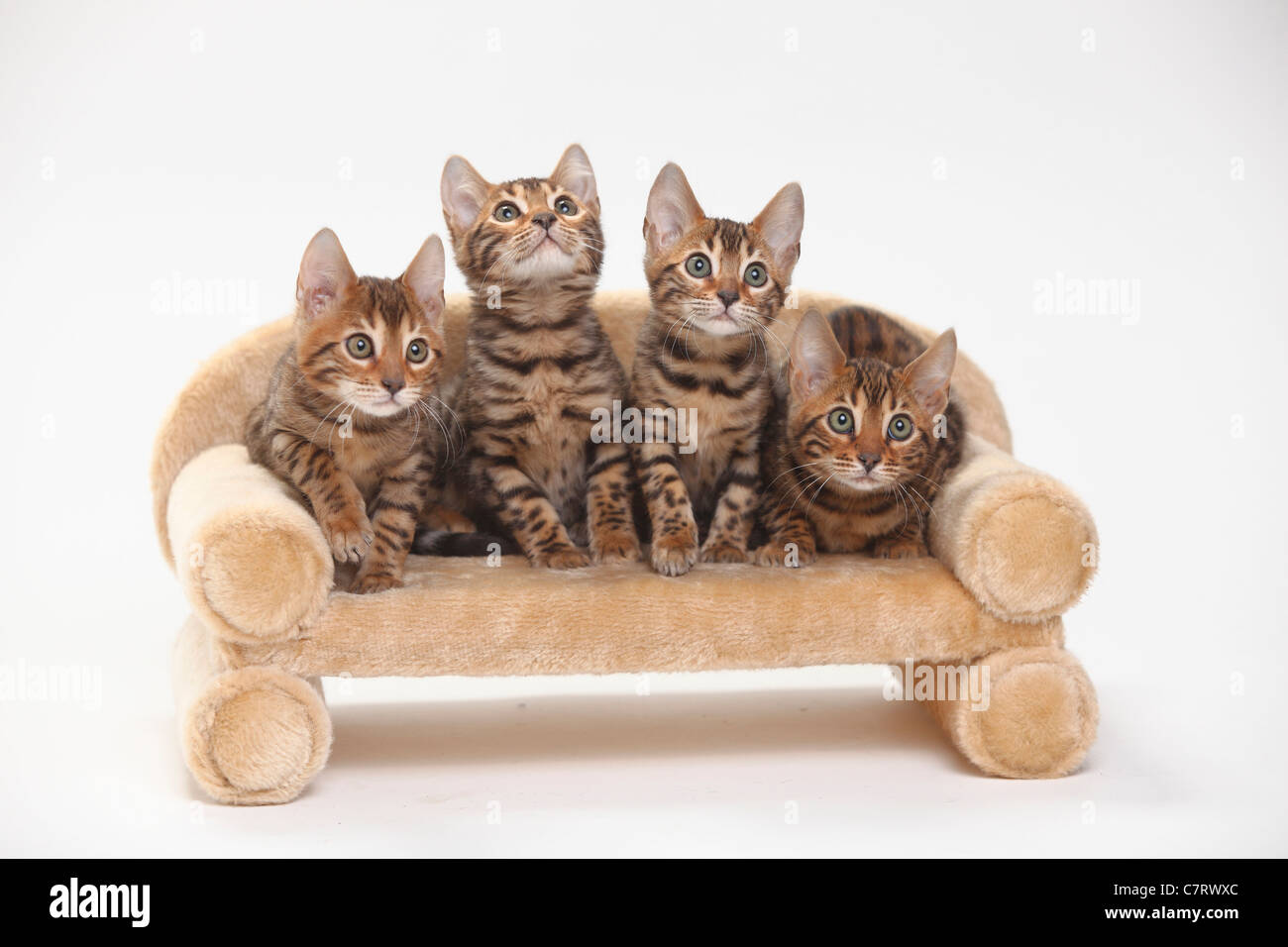 Bengal Cats, kittens, 8 weeks Stock Photo - Alamy