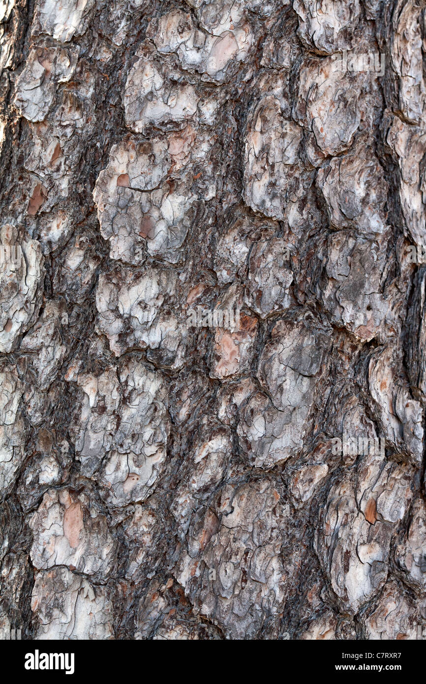bark pine tree in the background, texture Stock Photo - Alamy