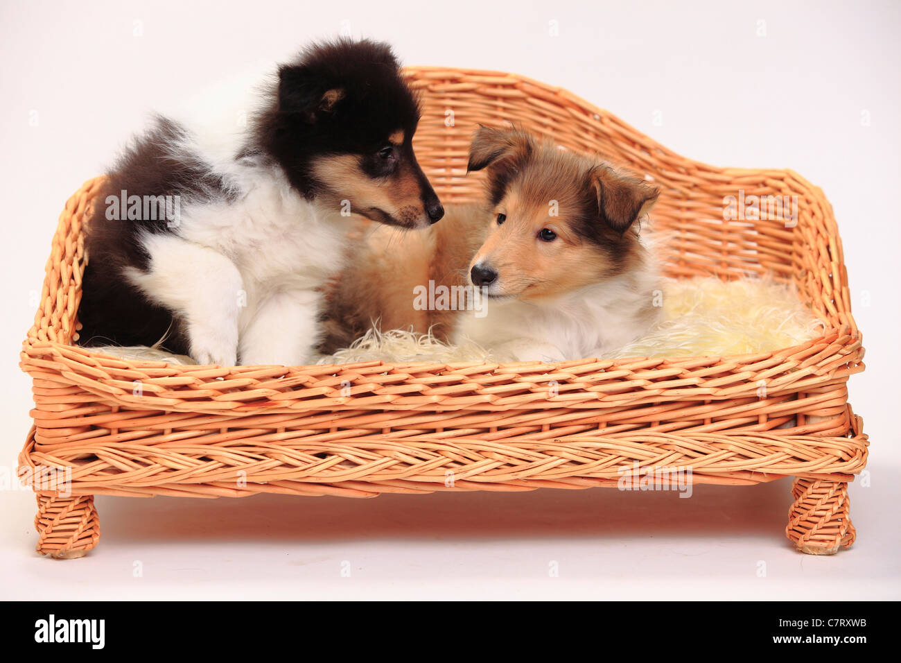 Rough Collies, puppies, sable-white and tricolour, 8 weeks Stock Photo ...
