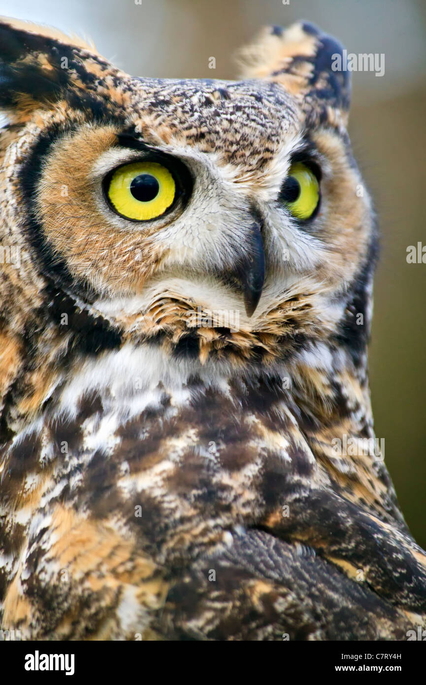 great horned owl, bubo virginianus, tiger owl Stock Photo - Alamy