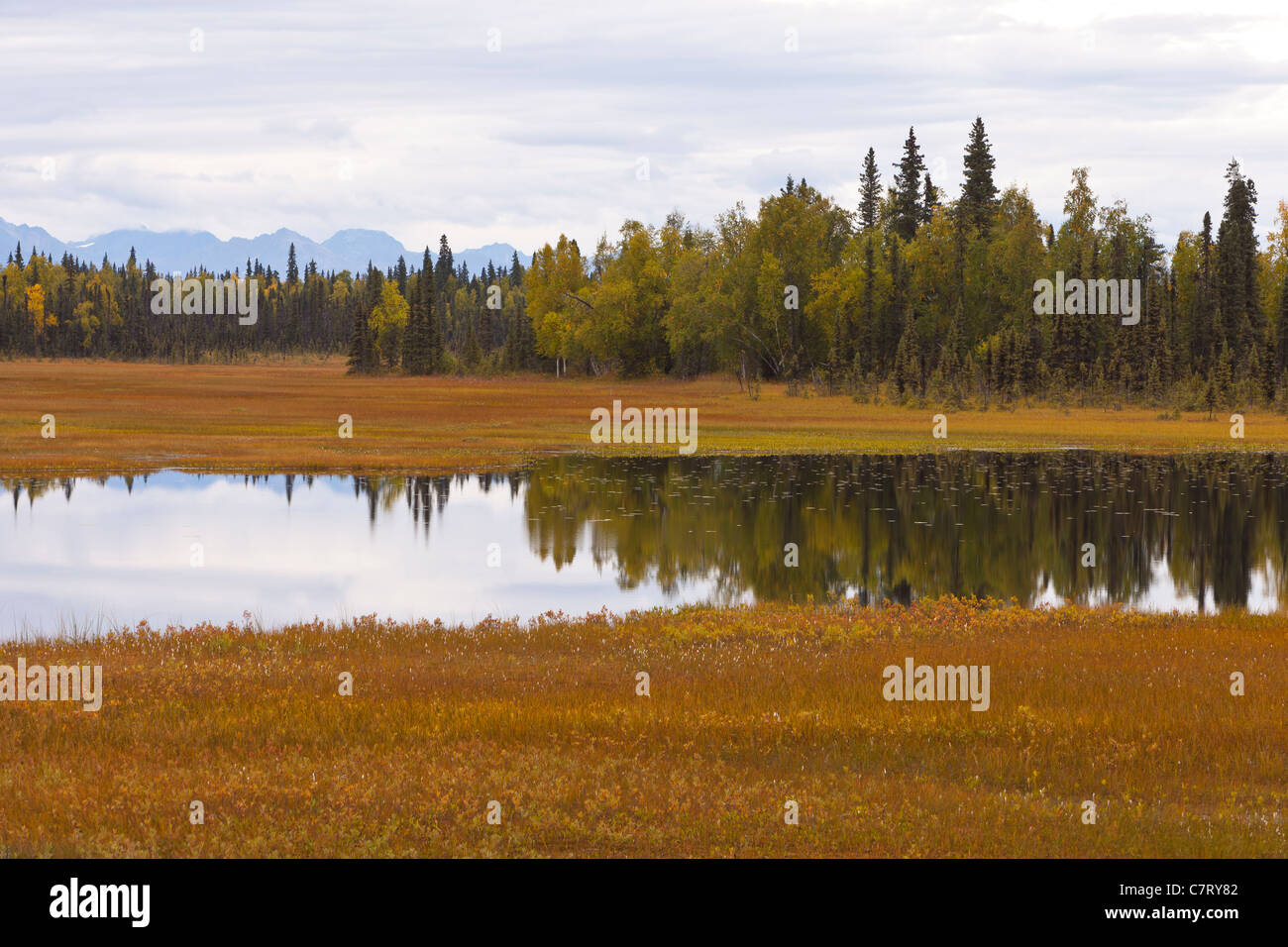 ALASKA, USA - Wetlands near Petersville Road Stock Photo - Alamy