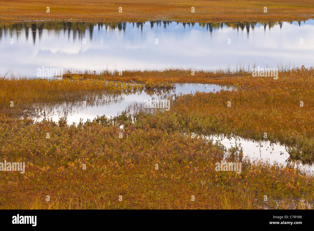 Tundra bog hi-res stock photography and images - Alamy