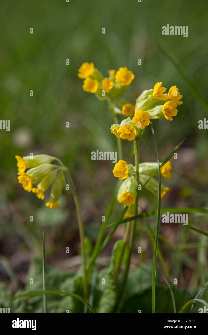 Cow slip cowslips hi-res stock photography and images - Alamy
