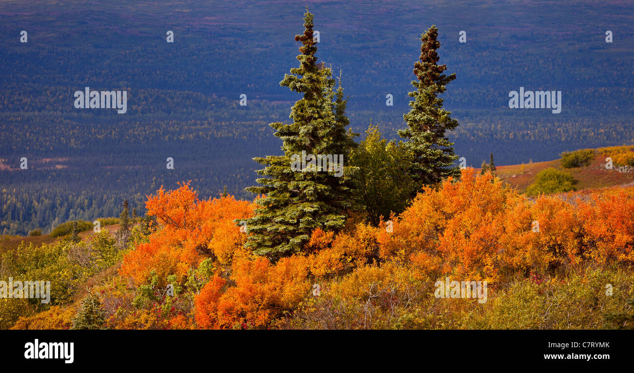DENALI STATE PARK, ALASKA, USA - Autumn foliage on Kesugi Ridge Stock ...