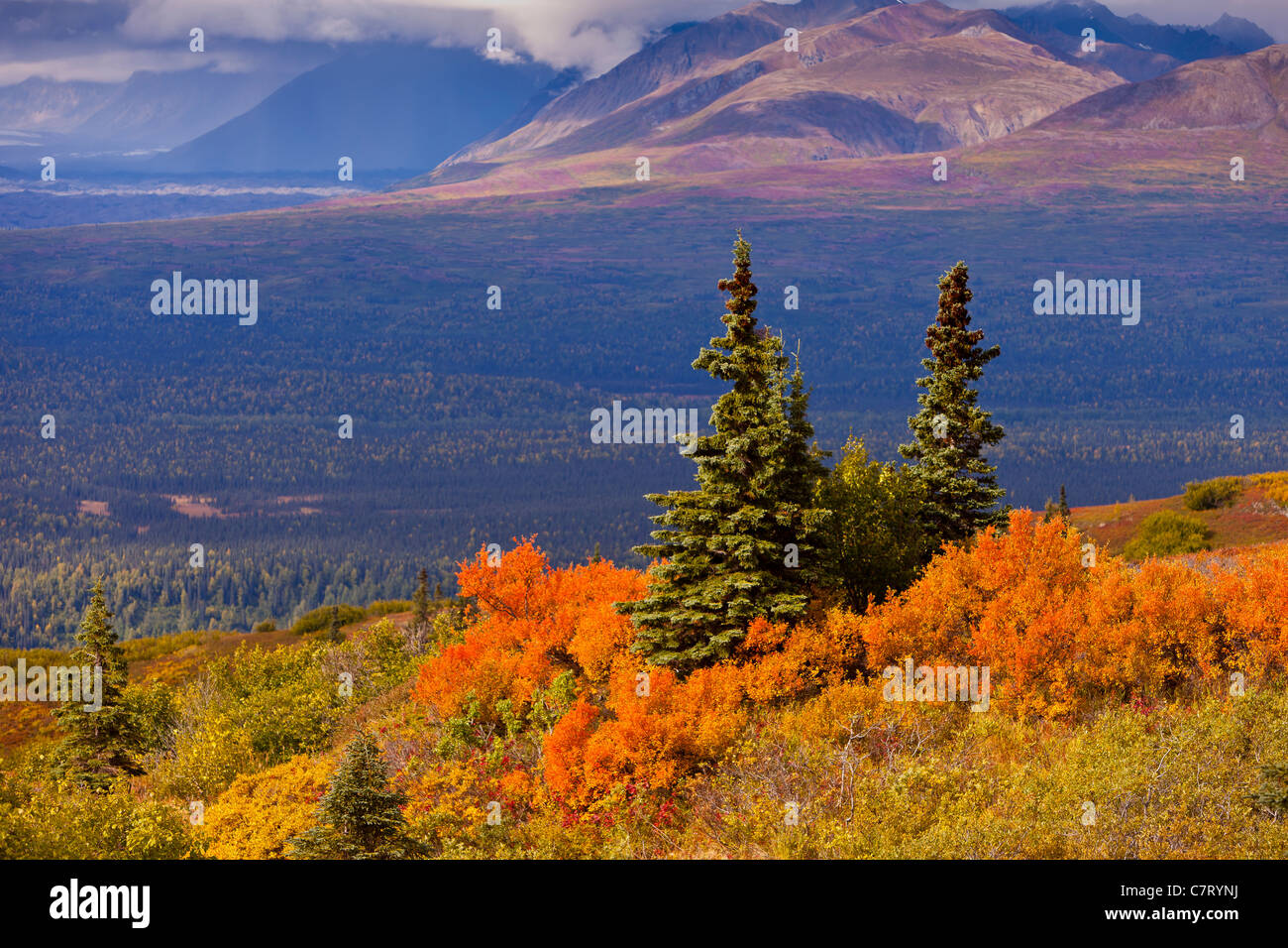 DENALI STATE PARK, ALASKA, USA - Autumn foliage on Kesugi Ridge ...