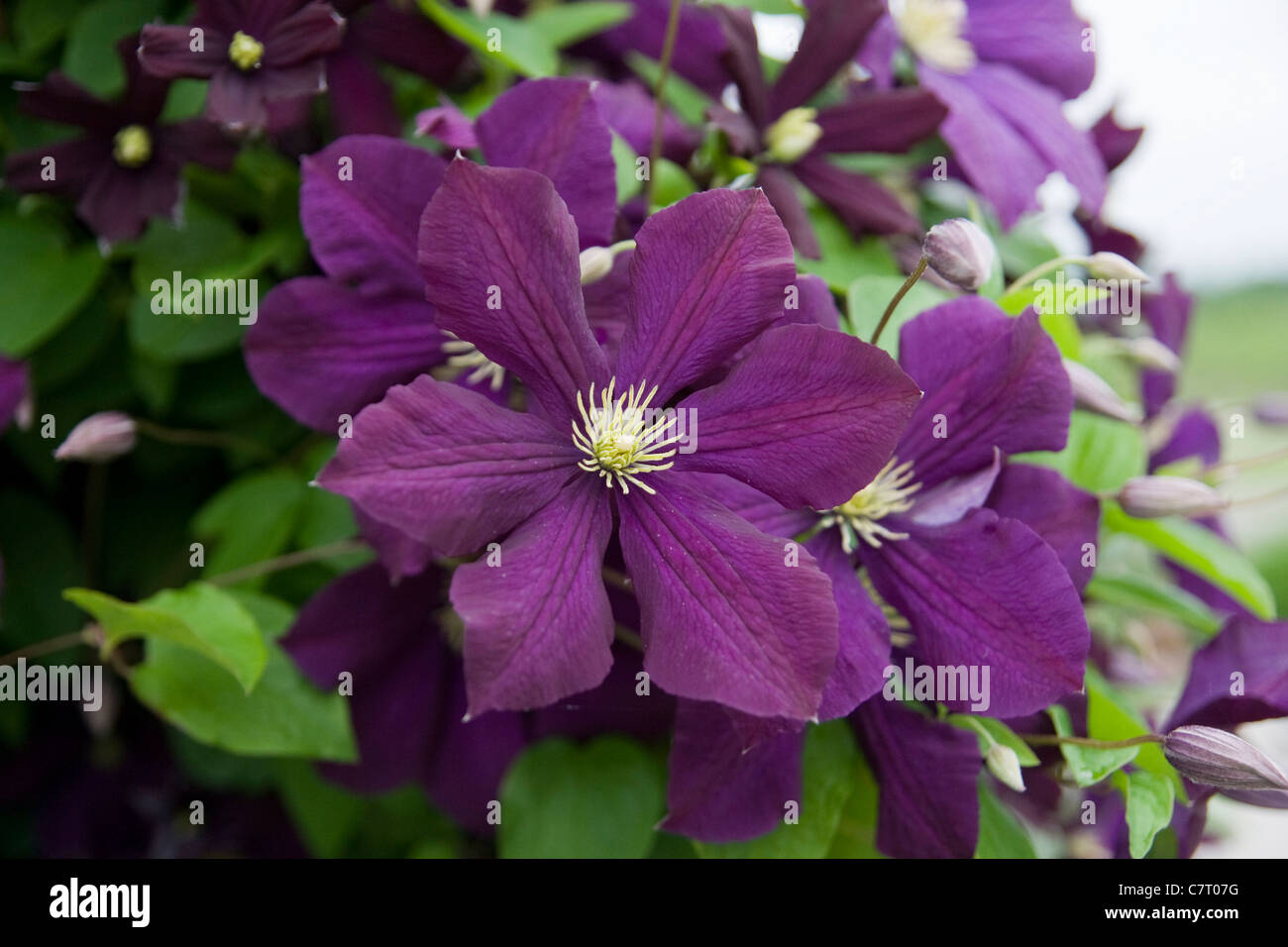 Close Up of Clematis Flower Stock Photo - Alamy