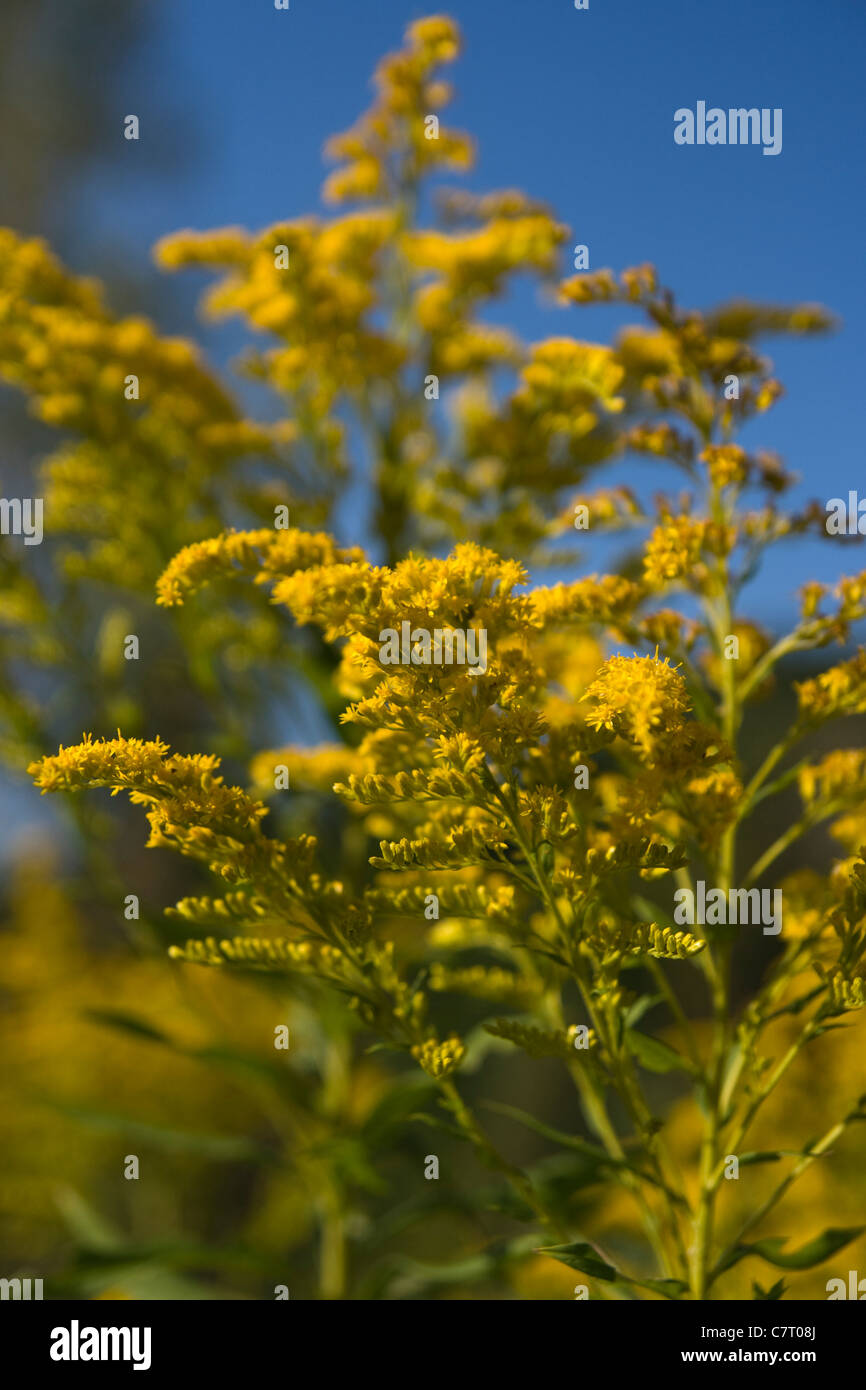 Golden rod plant hi-res stock photography and images - Alamy