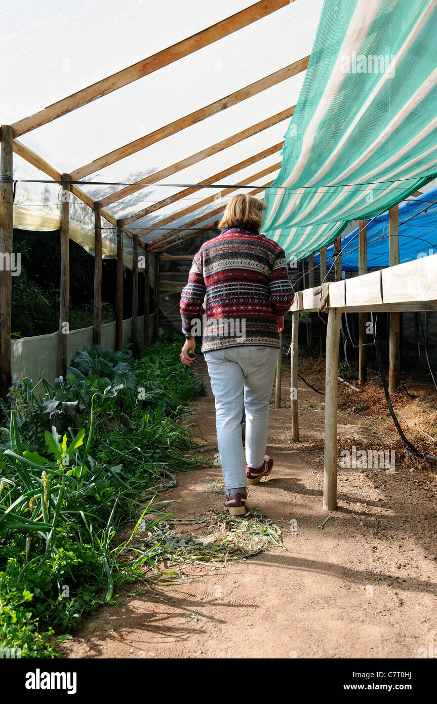 Harvesting vegetables and vegetables at the orchard Stock Photo - Alamy