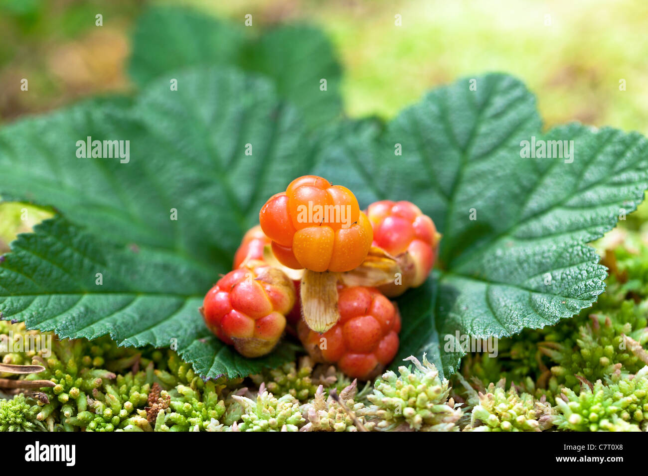 Cloudberry closeup hi-res stock photography and images - Alamy