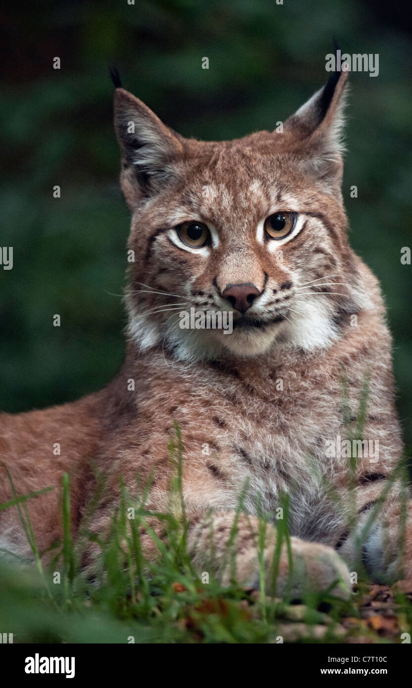 Lynx cat hi-res stock photography and images - Alamy