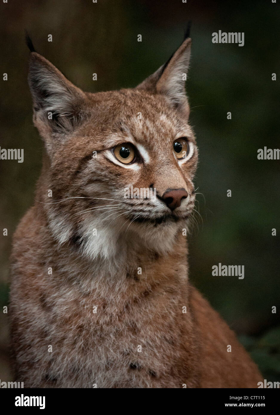 Female lynx Stock Photo - Alamy