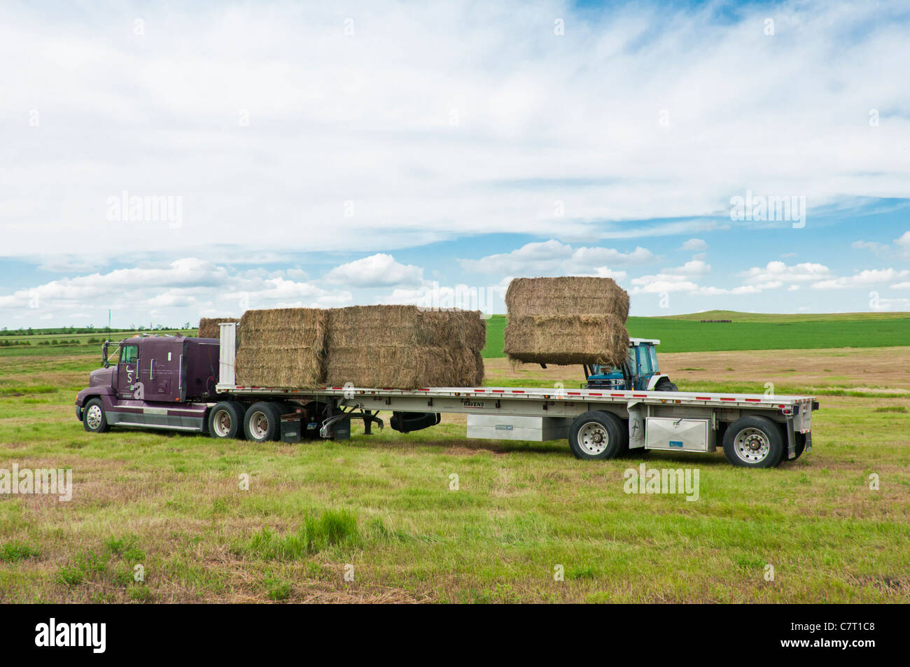 Alfalfa Hay Bales High Resolution Stock Photography and Images - Alamy